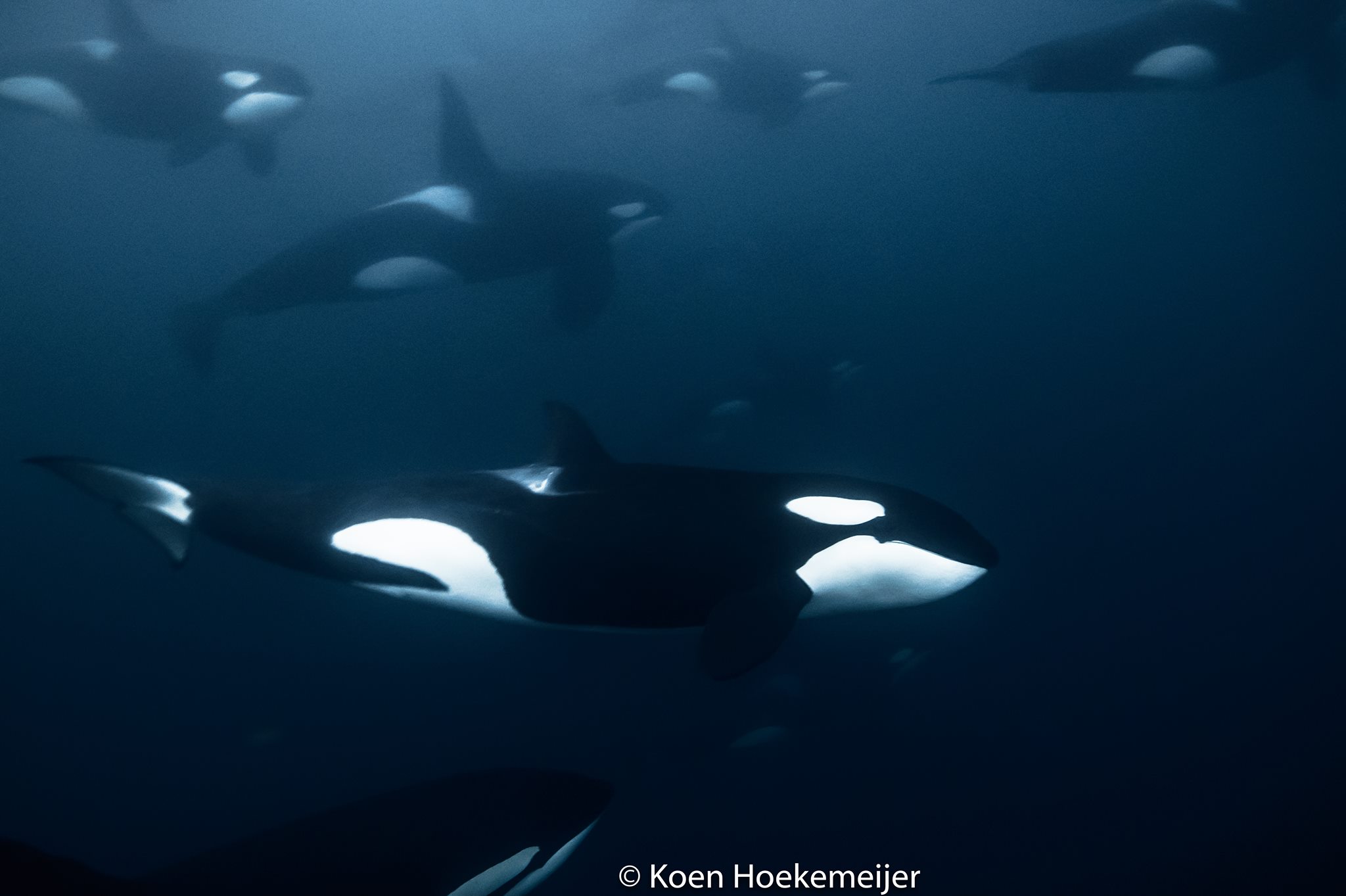 Contact Us - Ocean Missions