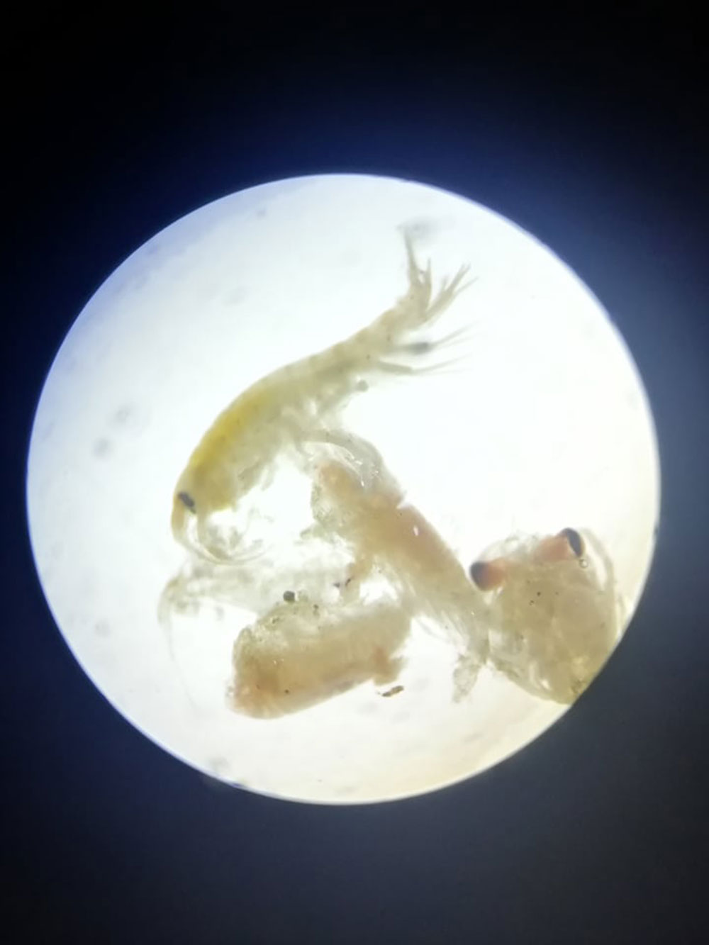 September Expedition 2022 - Ocean Missions