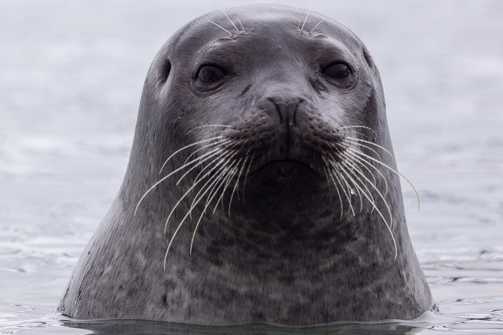 Hope Expedition Svalbard - Ocean Missions