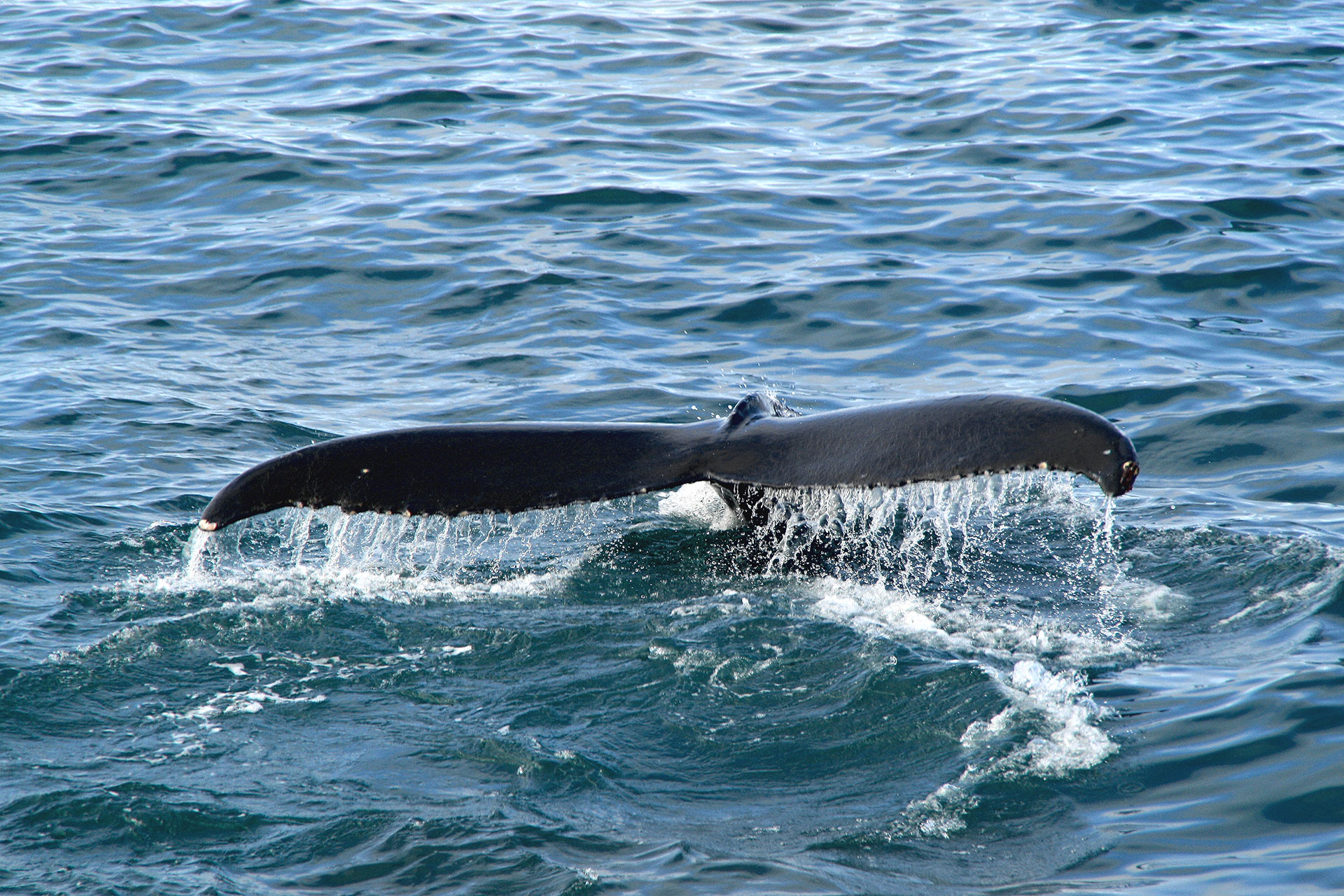 Mission - Ocean Missions