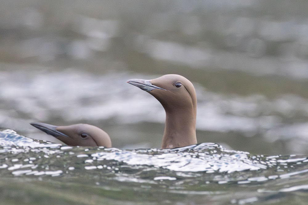 Hope Expedition - Ocean Missions