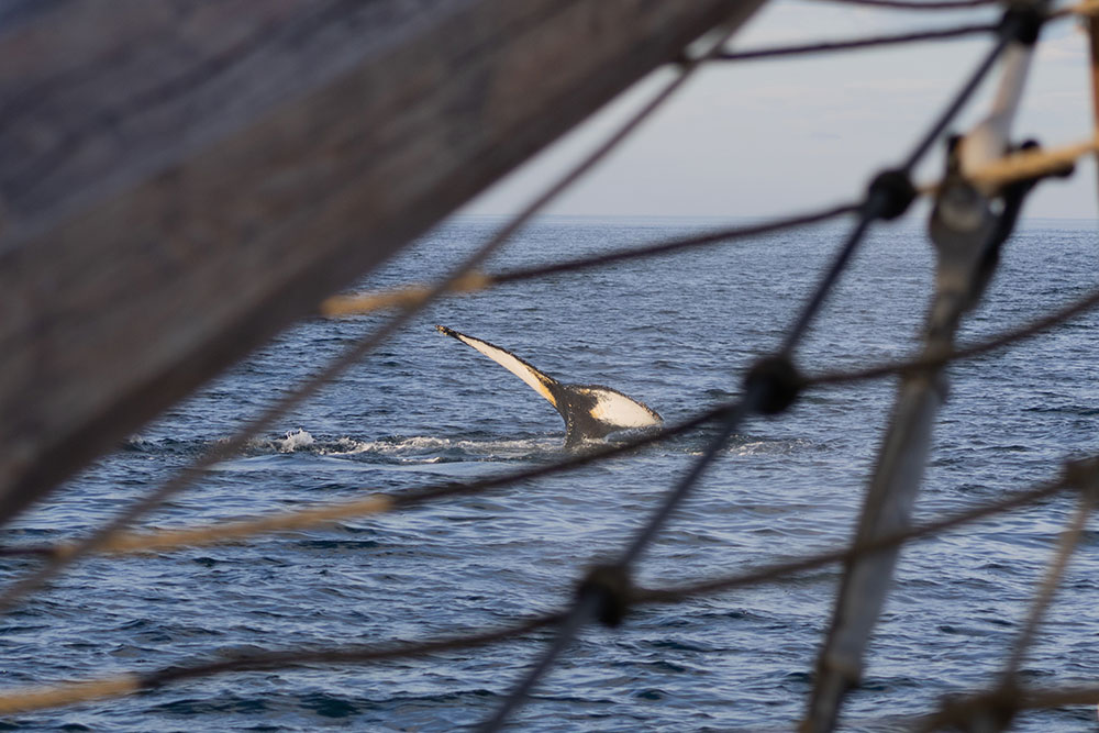 Hope Expedition - Ocean Missions